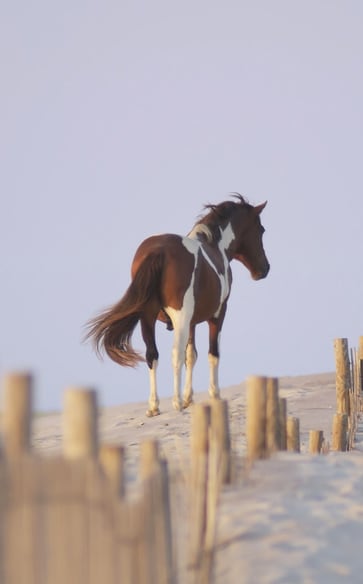 Chincoteague Island Webcams | Seaside Vacations